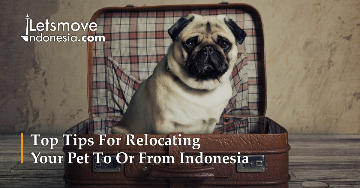 Top Tips For Relocating Your Pet To or From Indonesia - Lets Move Indonesia